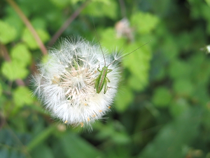 with-ness | Living World